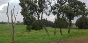 The Danger Tree at Beaumont-Hamel | VALOUR CANADA